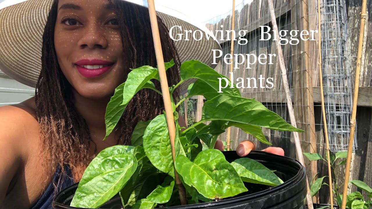 How To Take Care Of Pepper Plants and Get More Peppers Beginners ...