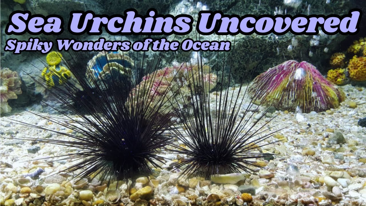 The Secret Life of Sea Urchins: Nature's Spiky Marvels! | #animals # ...
