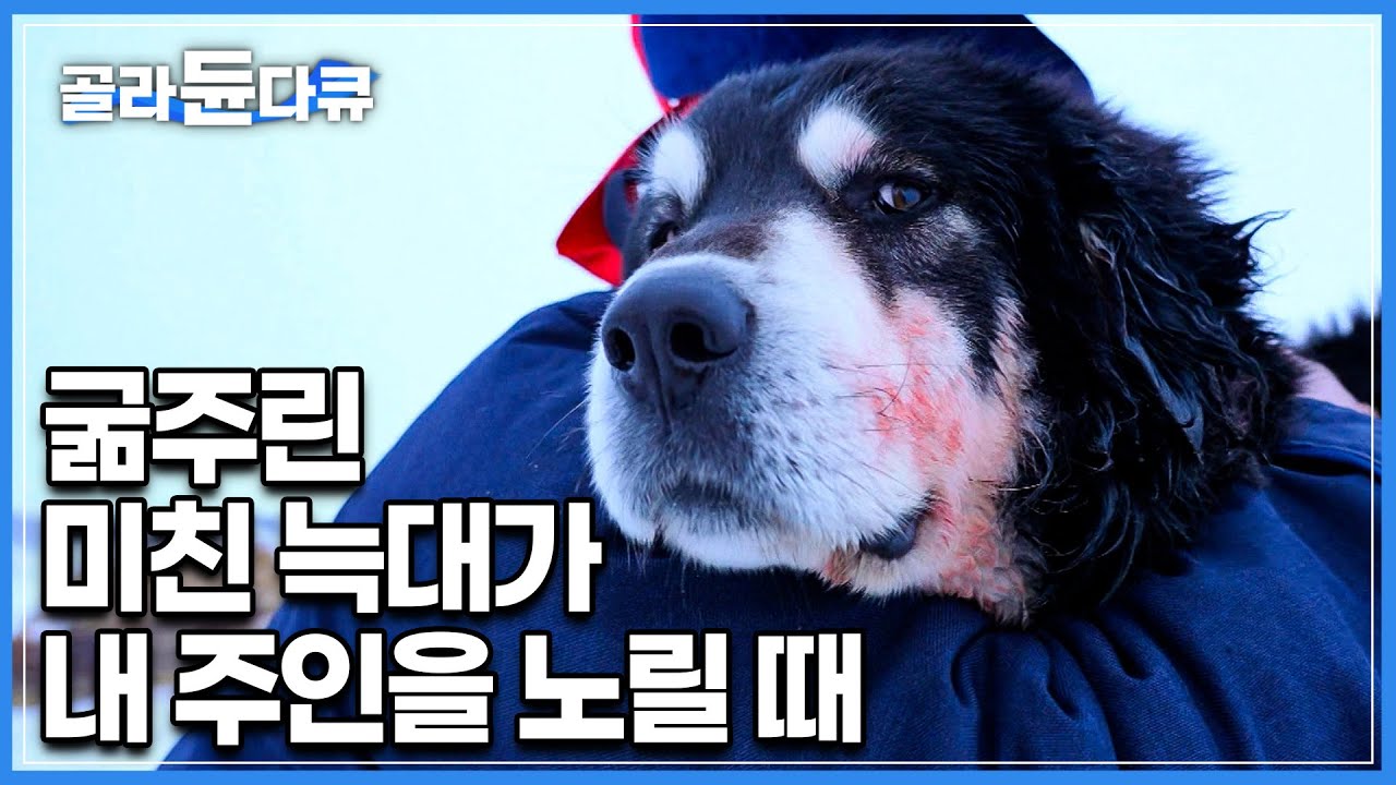 굶주린 야생 늑대가 내가 지키는 인간의 영역으로 들어왔다 늑대와 개의 목숨을 건 혈투│귀신 보는 개│잠도 자지 않고 밤새 가축을 지키는 몽골 방카르 │다큐프라임