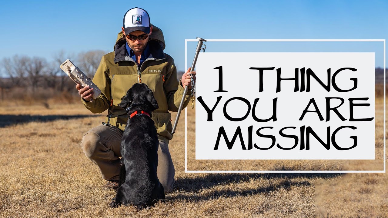 Solve Dog Training Problems With This 1 Tip - YouTube