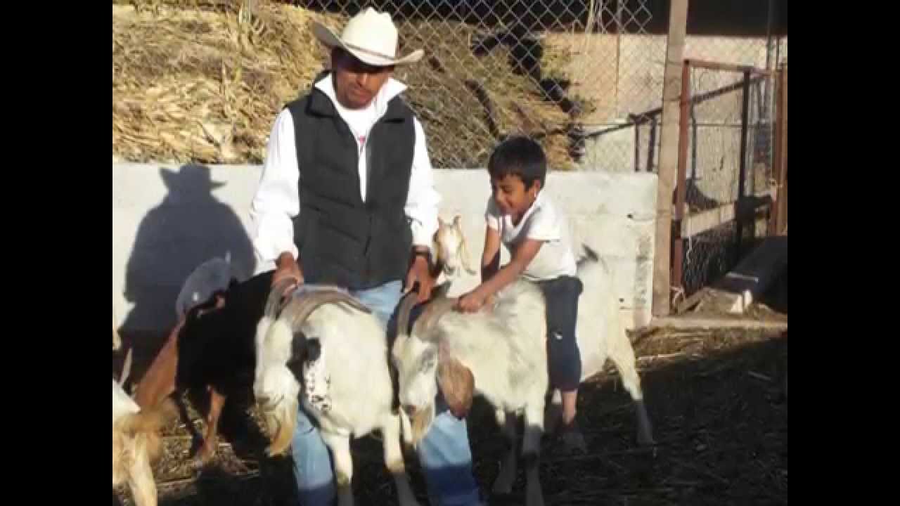 chivos boer en san jose de gracia molcaxac puebla. - YouTube