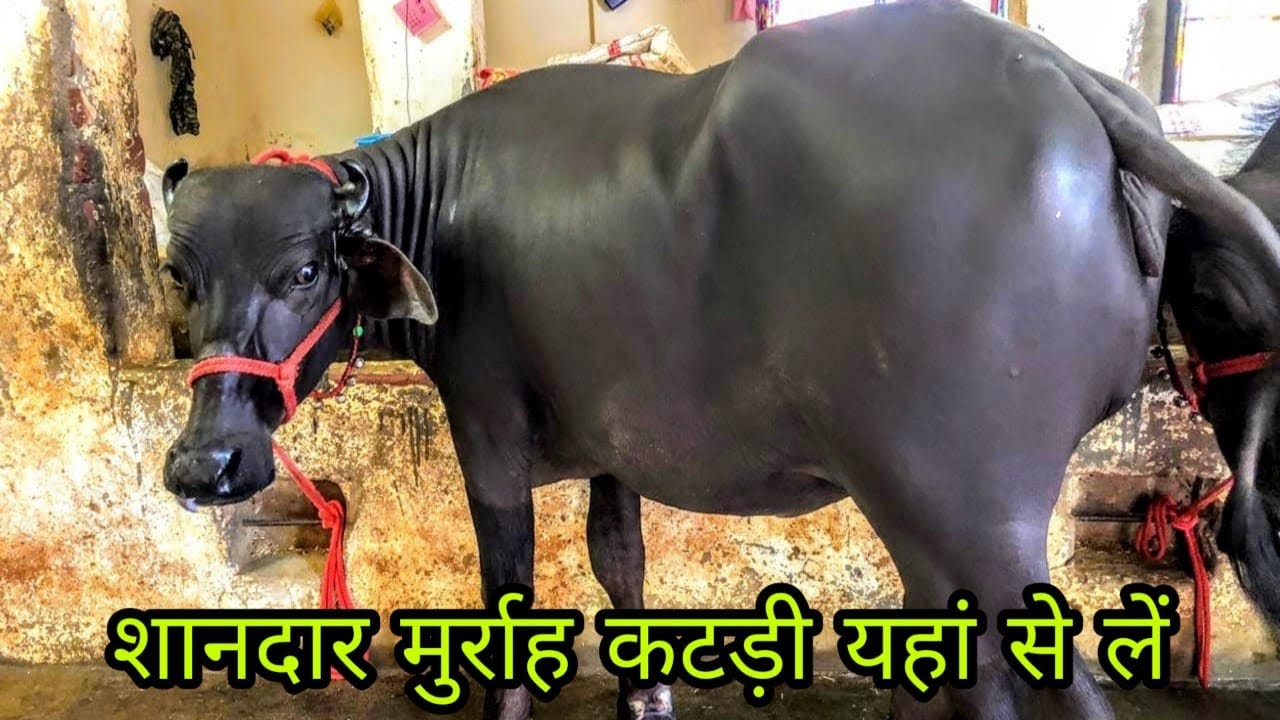 FOR SALE - 5 Beautiful Murrah Female Heifers at SDF. Surender ...