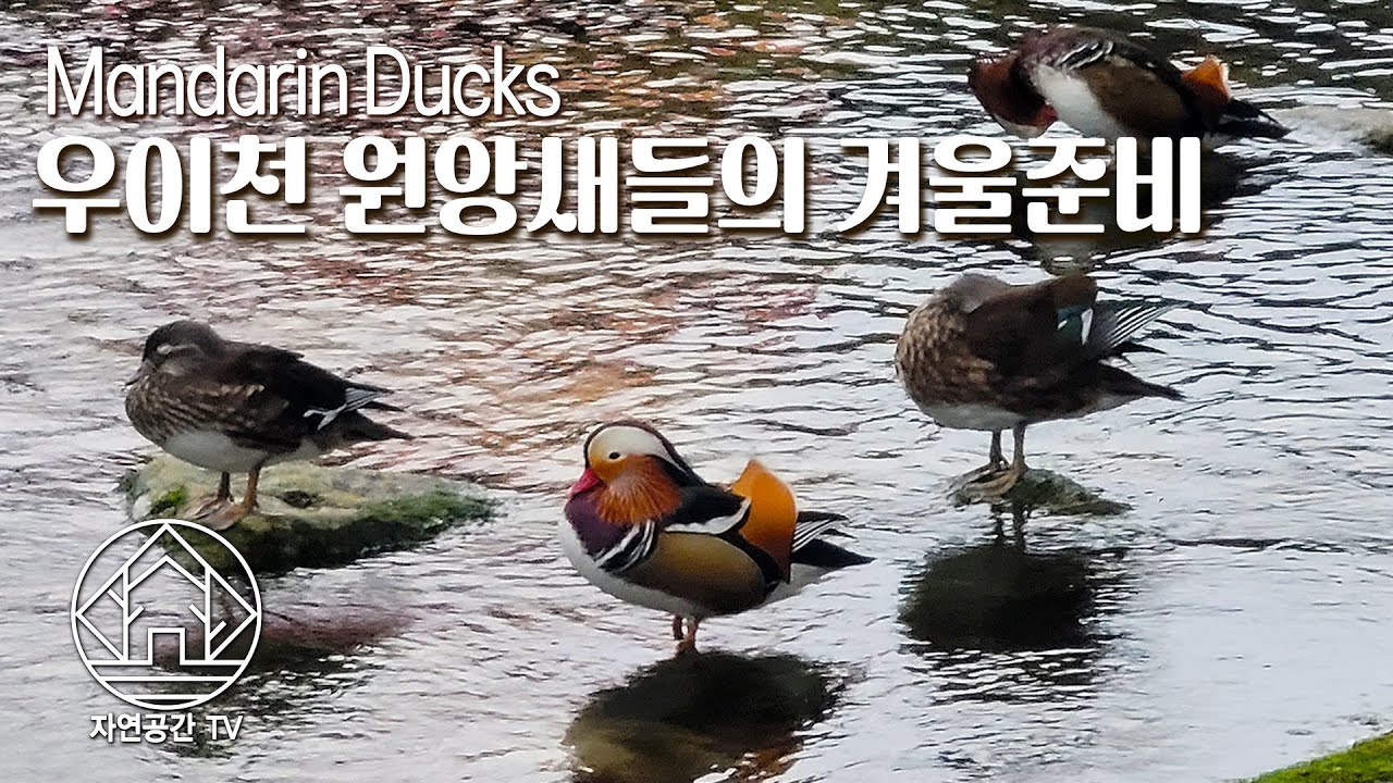 서울 우이천 원앙새 부부들의 겨울 준비가 한창이다!ㅣMandarin Ducks on the Uicheon [자연공간TV ...
