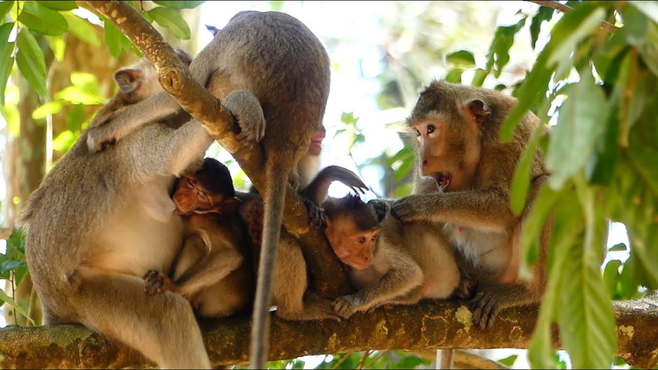 Piper with April Together Grooming Their Little. Peck Get Nursing And ...