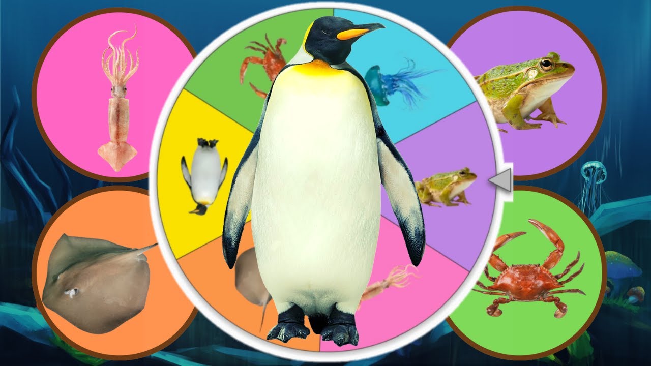 Sea Animals: Jellyfish, Frog, Cuttlefish, Crab and Penguin - YouTube