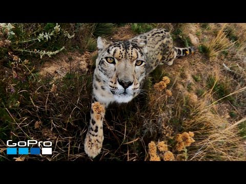 GoPro Awards: Snow Leopard Meets MAX in 4K