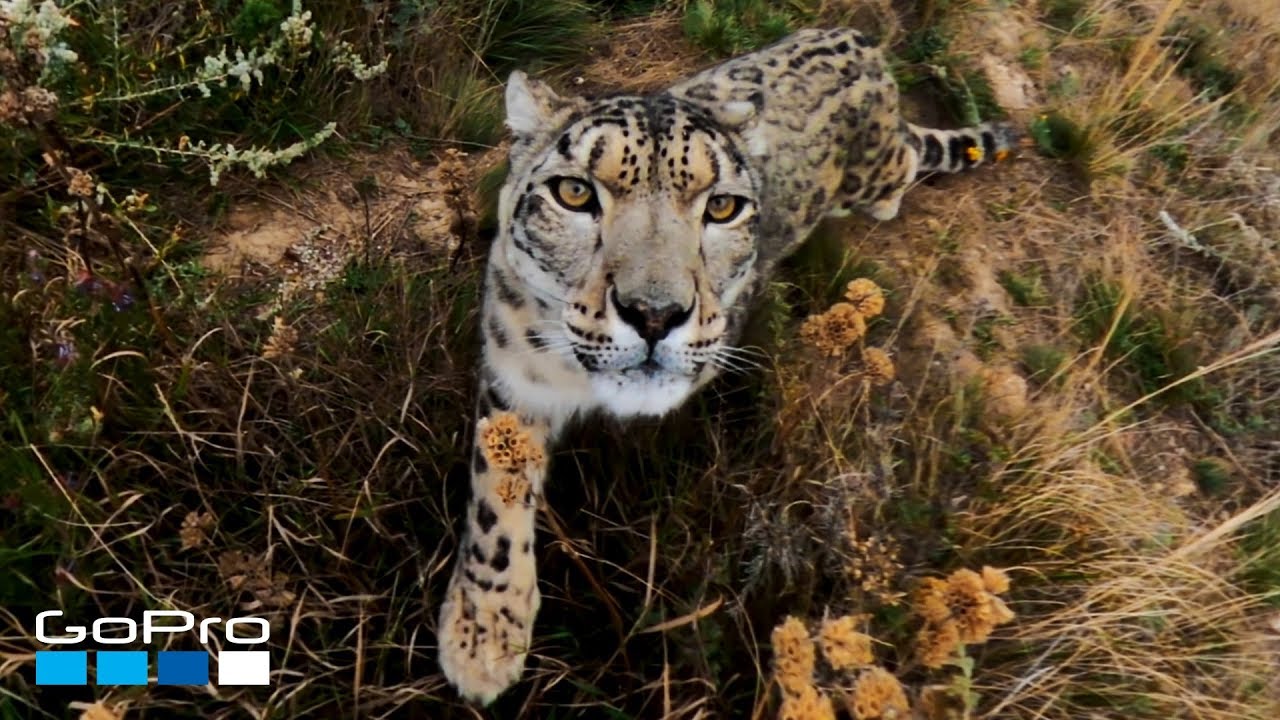 GoPro Awards: Snow Leopard Meets MAX in 4K - YouTube