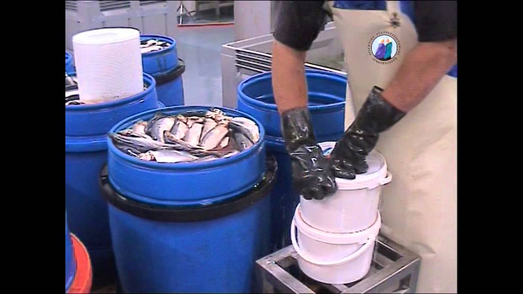 Haring sorteren, schoonmaken - YouTube