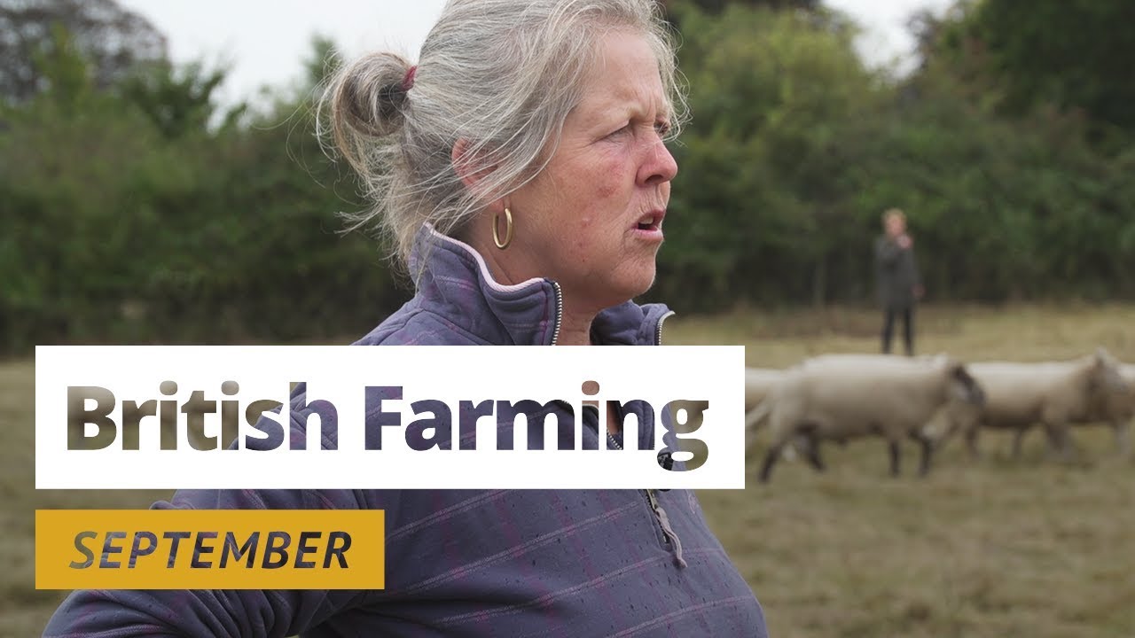 British Farming | 12 Months On A UK Farm: September - YouTube
