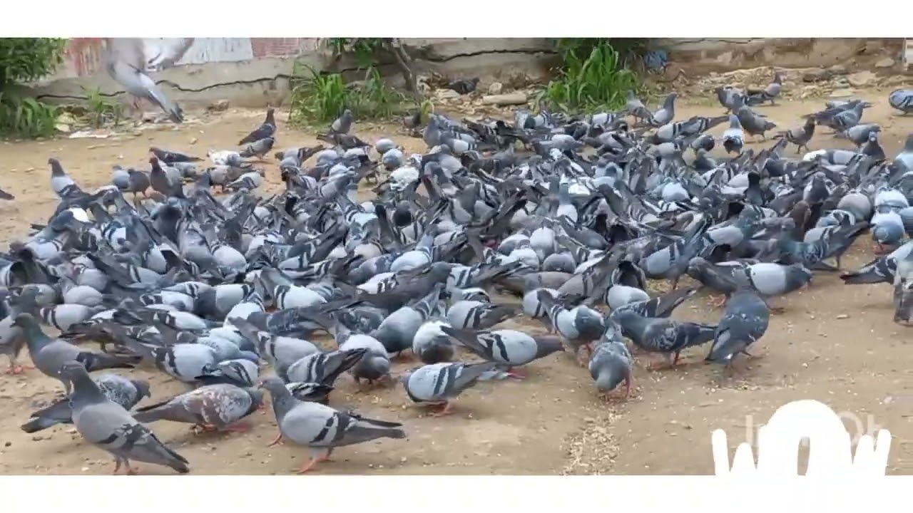 pigeon day - YouTube