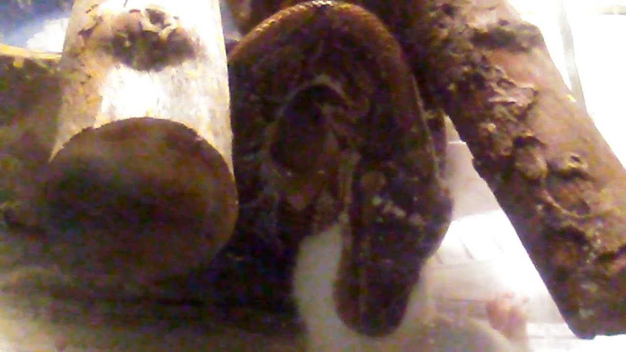 Python vs. Mouse - YouTube