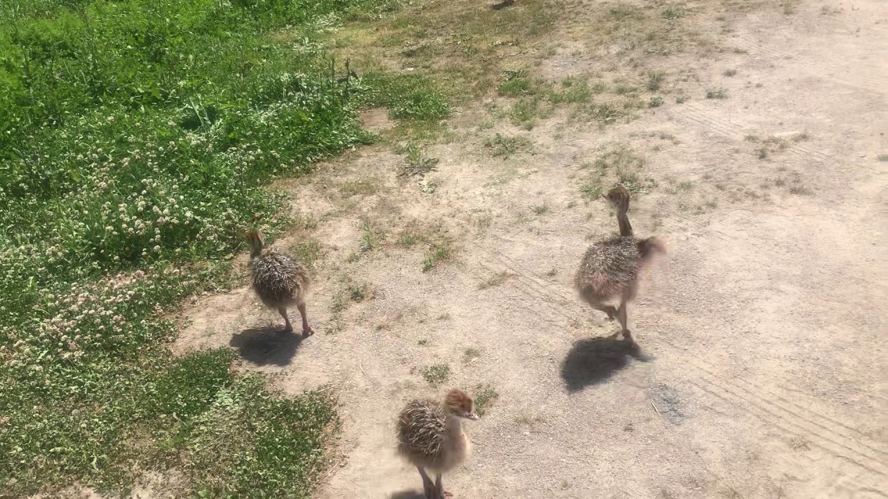 Ostrich bay 2 weeks old that’s very quite - YouTube