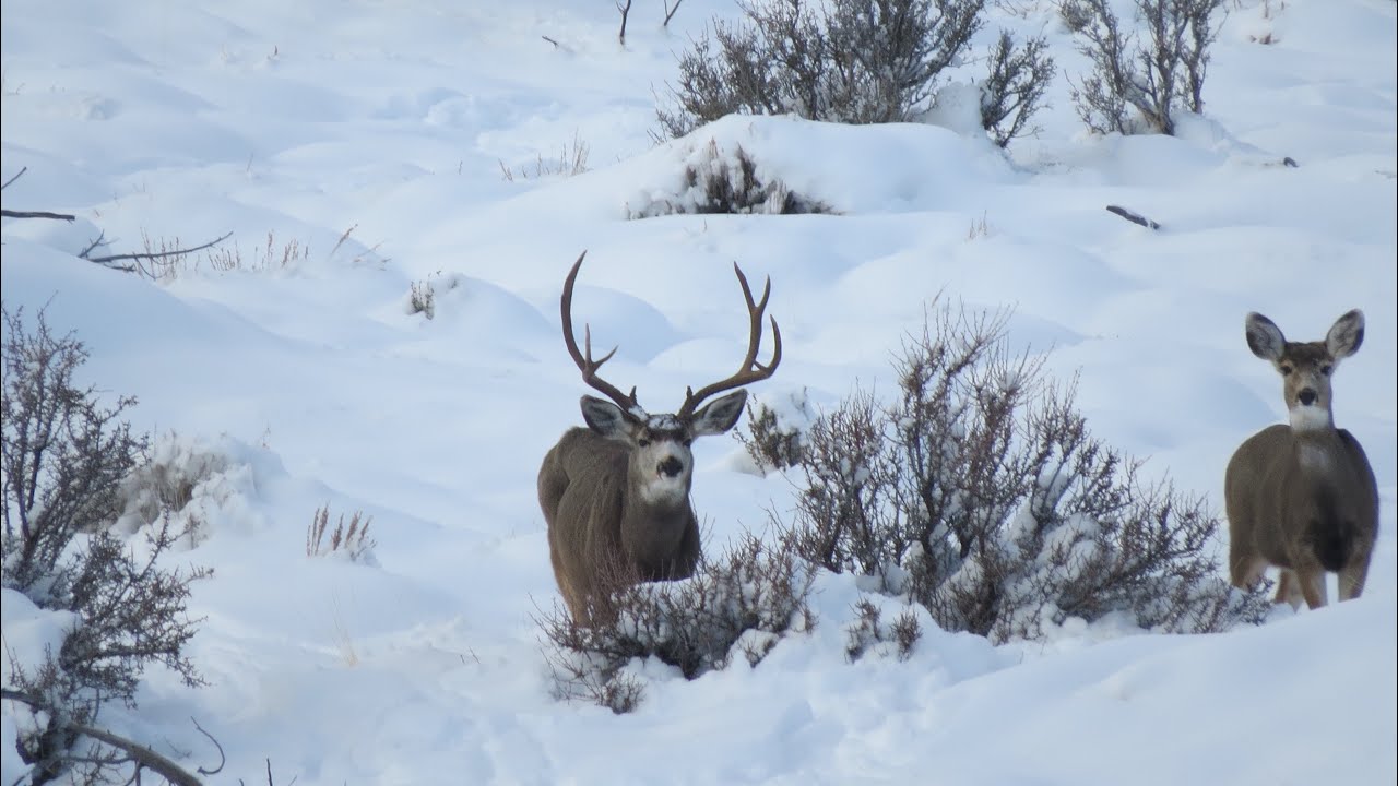 Big Winter Range Bucks | Jake Barnes | Utah | - YouTube