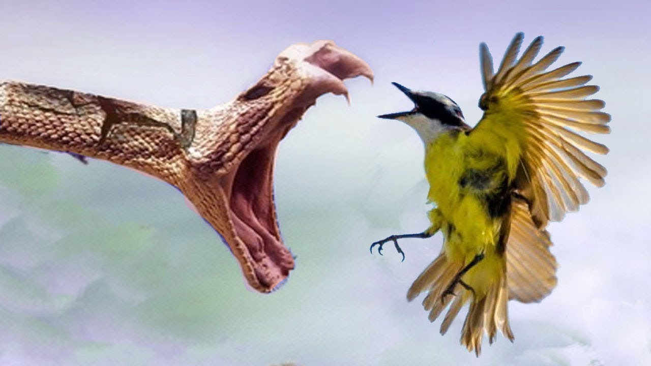 BIRD vs SNAKE - YouTube