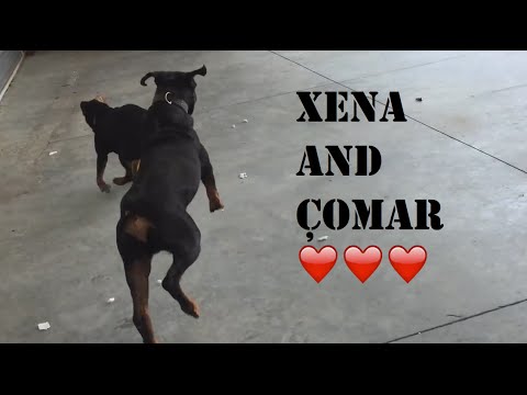 Rottweilers mating foreplay - YouTube