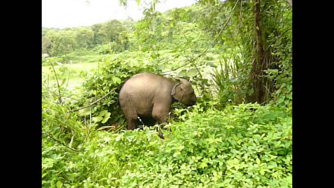 Funny Videos: Baby Elephants: Cute and Funny Elephants, Goofy Baby ...