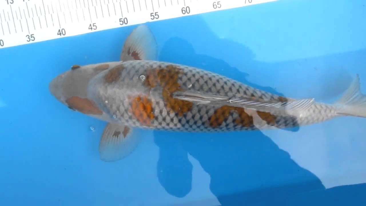 ochiba 50 cm - YouTube