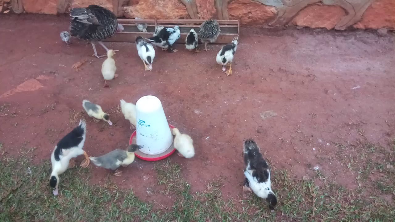 Duck farming in Uganda - YouTube