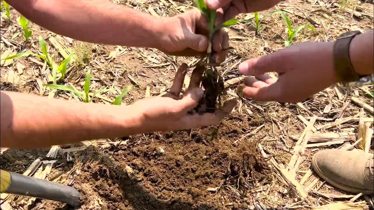 Digging Roots in Southern Michigan: Buncha Bugs® is Showing Out! - YouTube