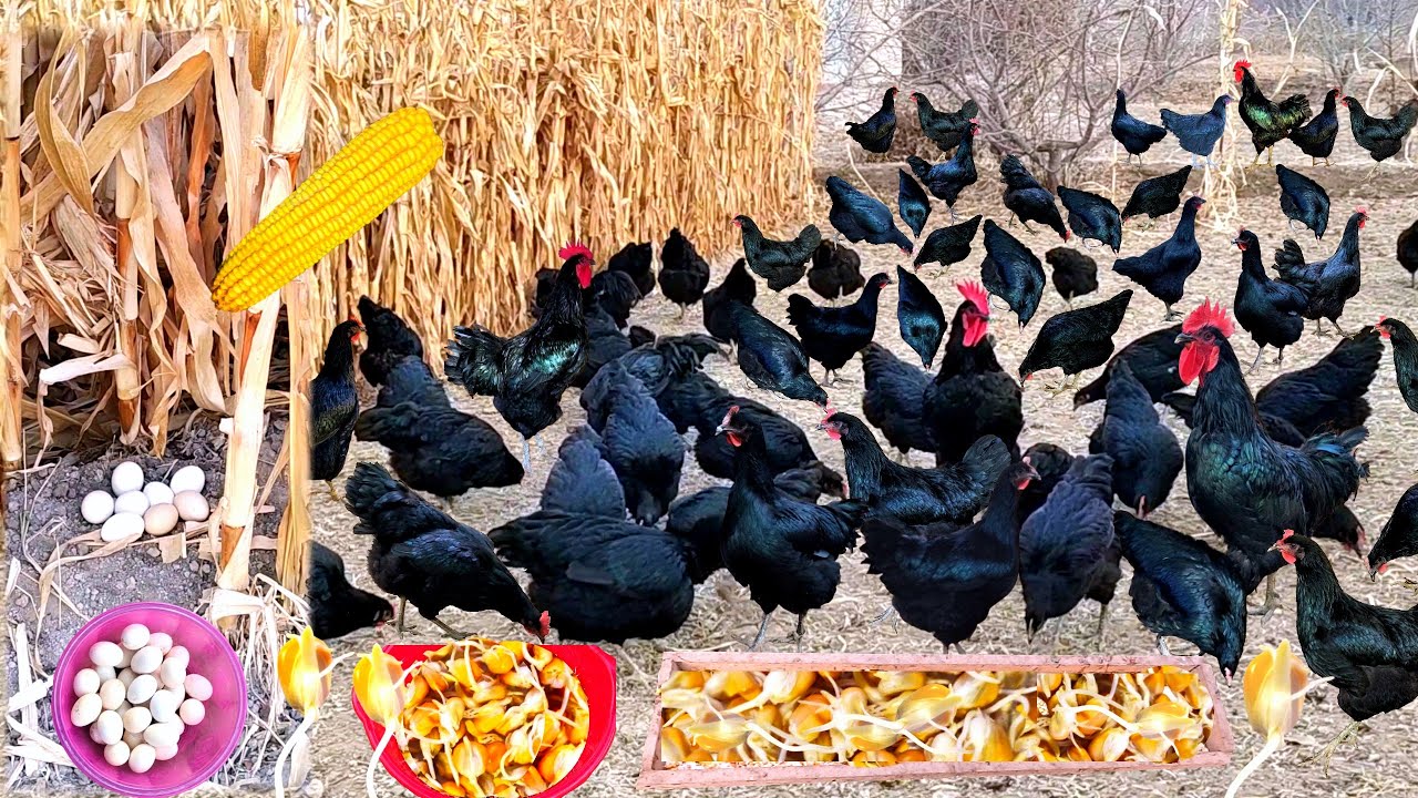 What to feed chickens to lay egg/Tovuq tuxum qilishi uchun nima don ...