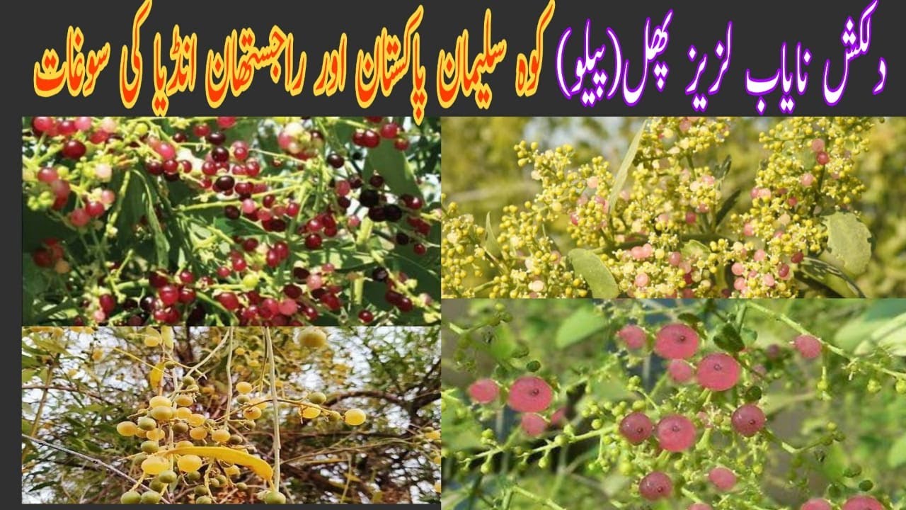 Rajasthan’s peelu trees to bloom in Delhi|Koh Sulaman peelu|Salvadora ...