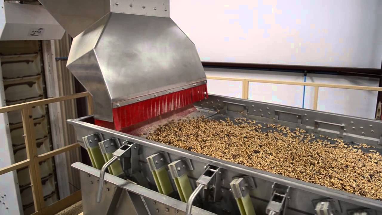 Walnut Laser Sorter - YouTube