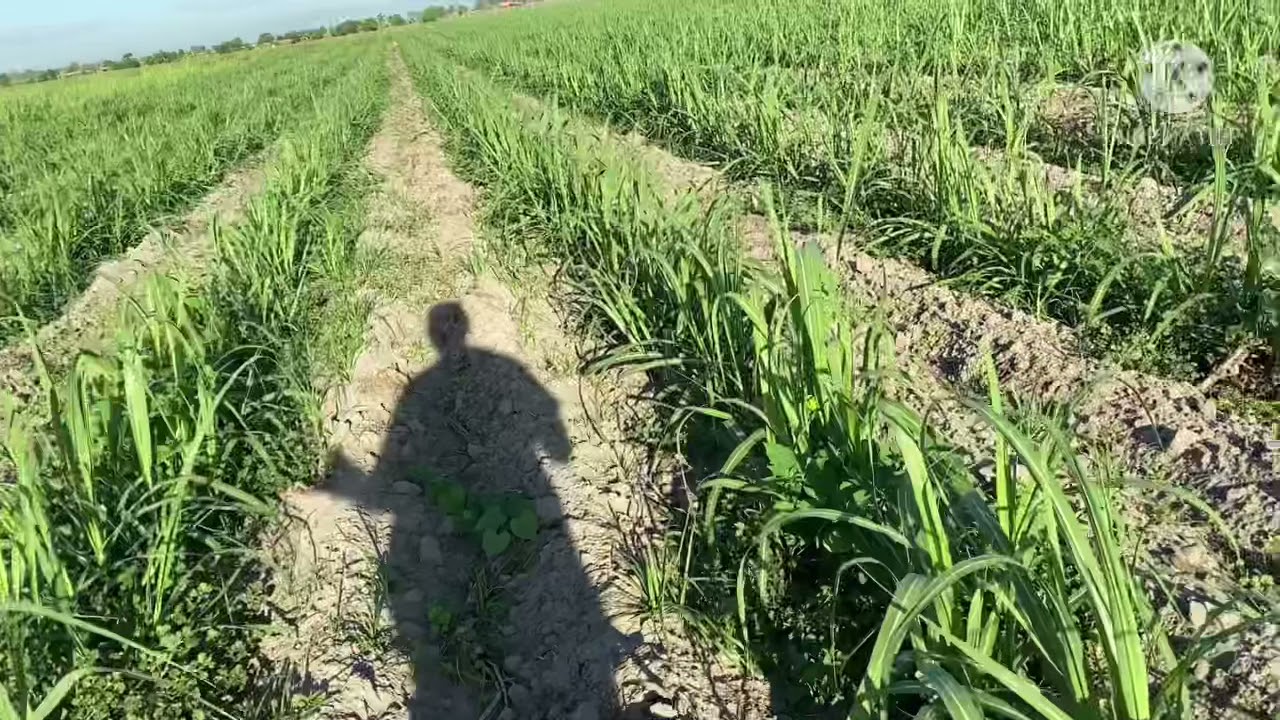 Bisitahin natin ang tubo(sugar cane) - YouTube