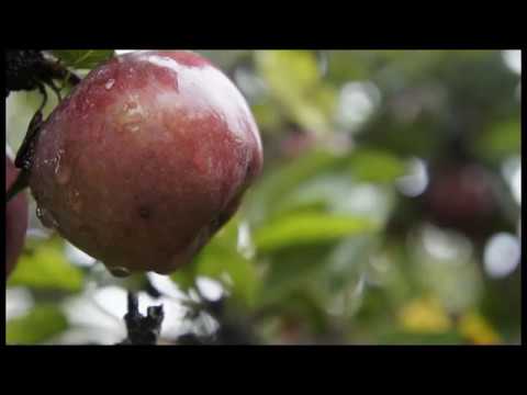 - Azər Əliyev qitara \