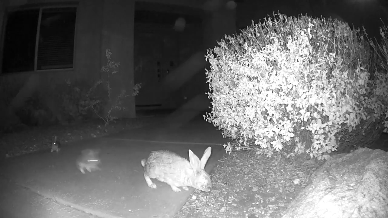 Southern Arizona rabbit family - YouTube