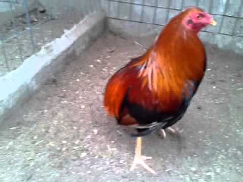 Gallo de pelea bolo - Imagui