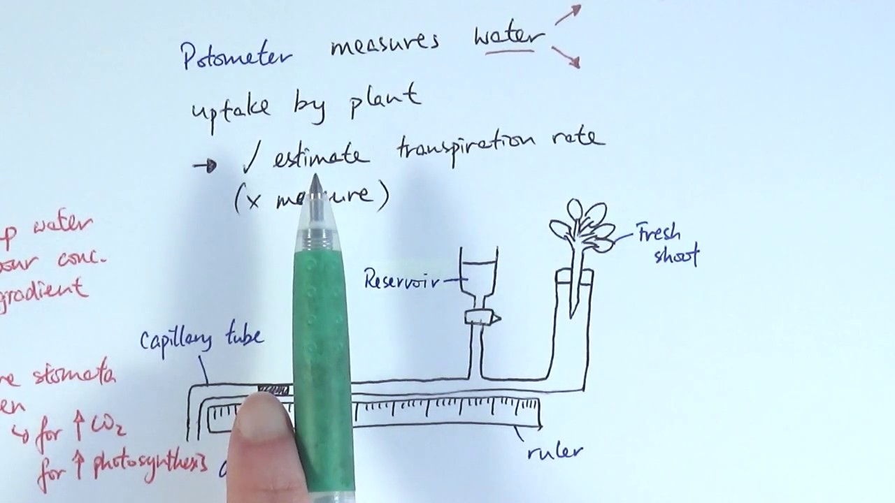 AS Biology - Transpiration (OCR A Chapter 9.3) - YouTube