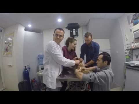 Köpeğin kulağından çıkan yabancı cisim!