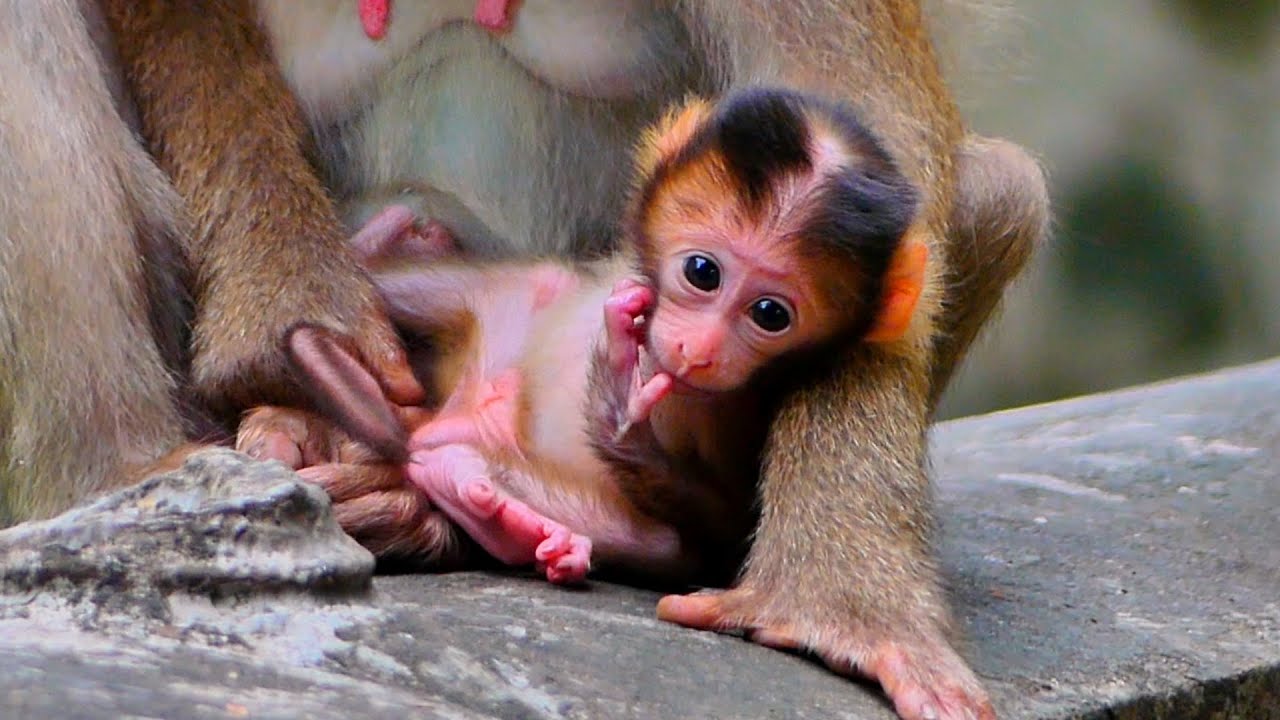 Monkey put her newly baby uncare on top wall. - YouTube