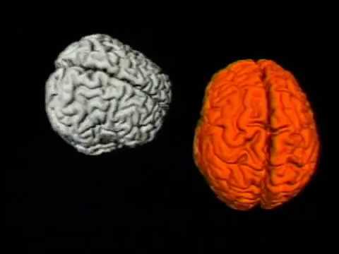 Το Μυστηριο του Ανθρωπινου Εγκεφαλου - YouTube