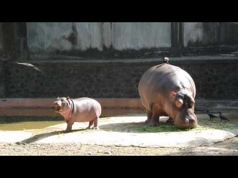 Hippo with cub in the zoo byculla mumbai