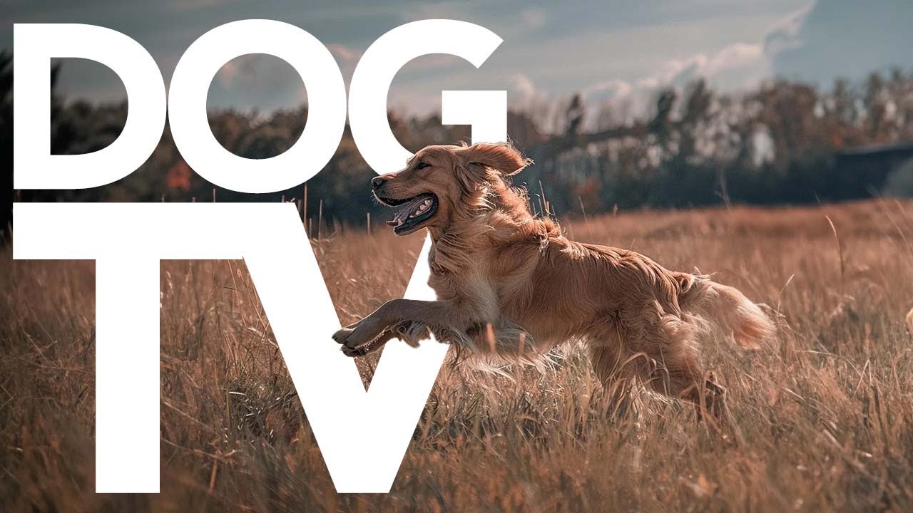 DOG TV - 20 Hour Dog Entertainment Video | Virtual Walking Petflix ...