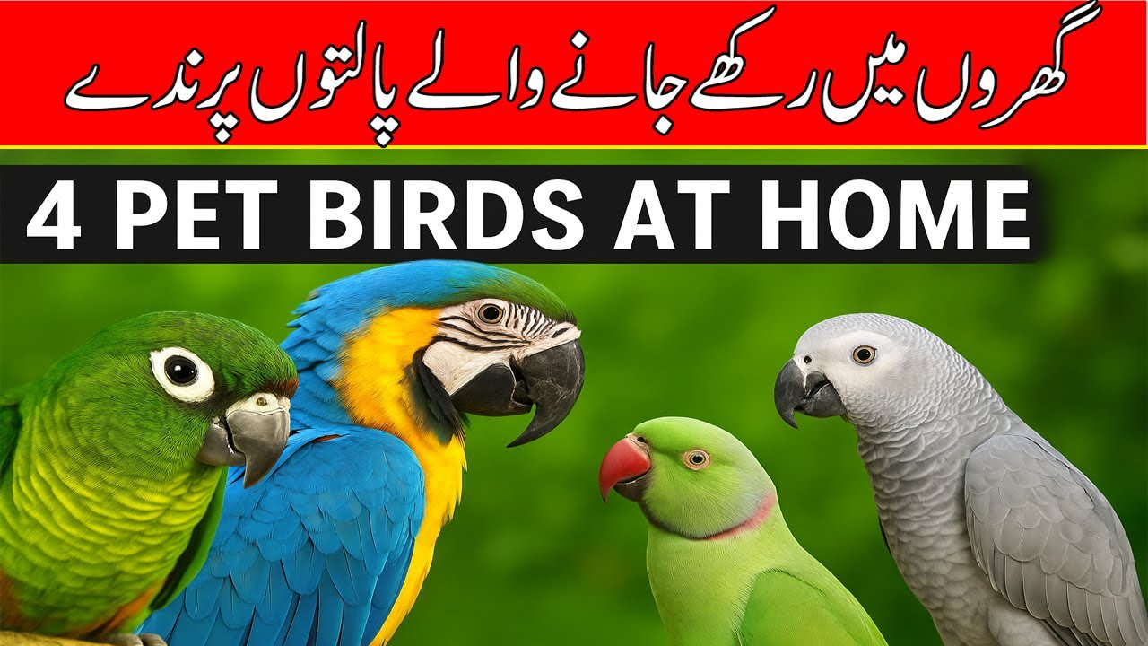 4 Best Birds to Keep as Pets at Home 🐦 | Friendly & Easy to Care For ...