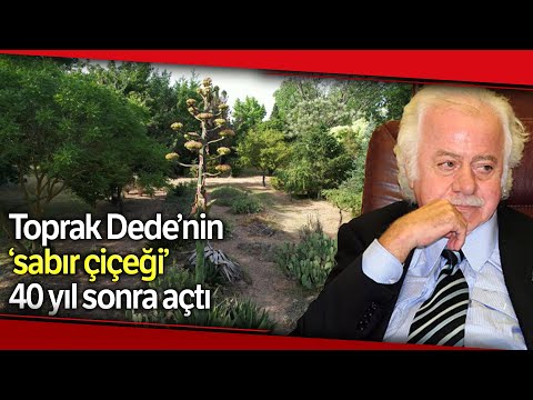 Toprak Dede'nin 'Sabır Çiçeği' 40 Yıl Sonra Açtı İha
