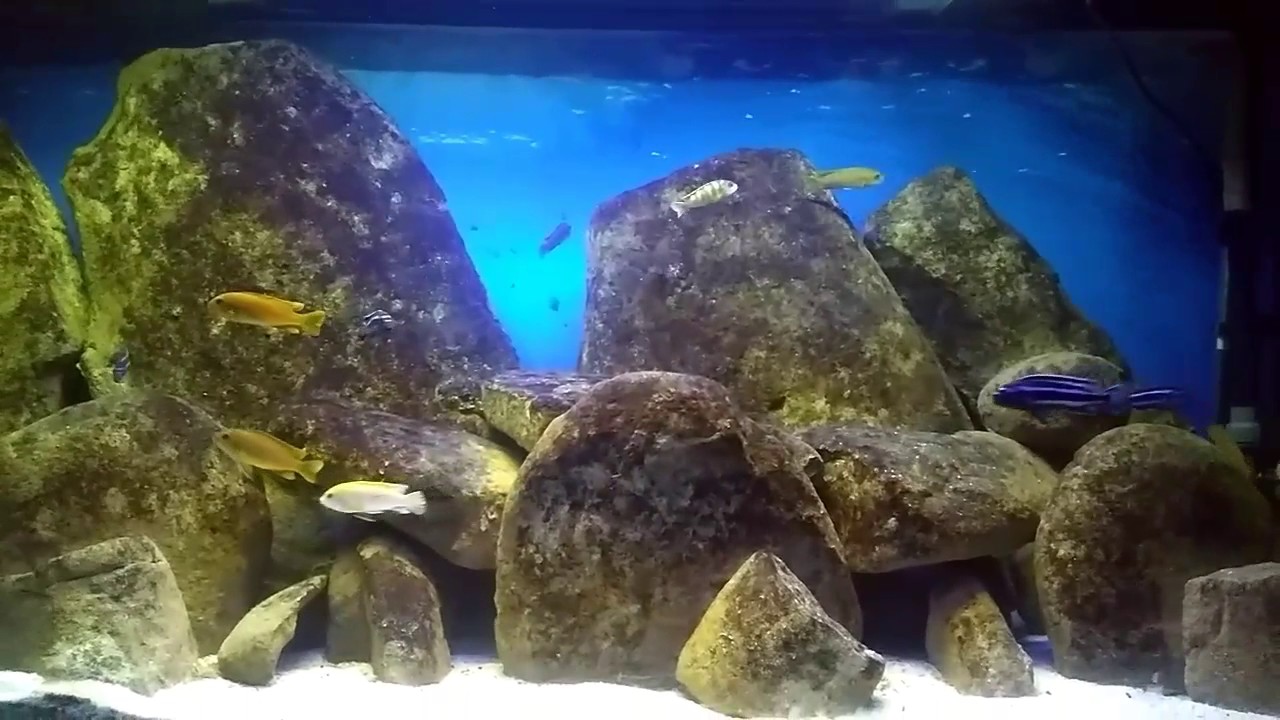 Mbuna Tank B 06 - YouTube