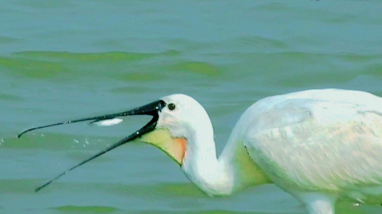 Spoonbill catching fish - YouTube