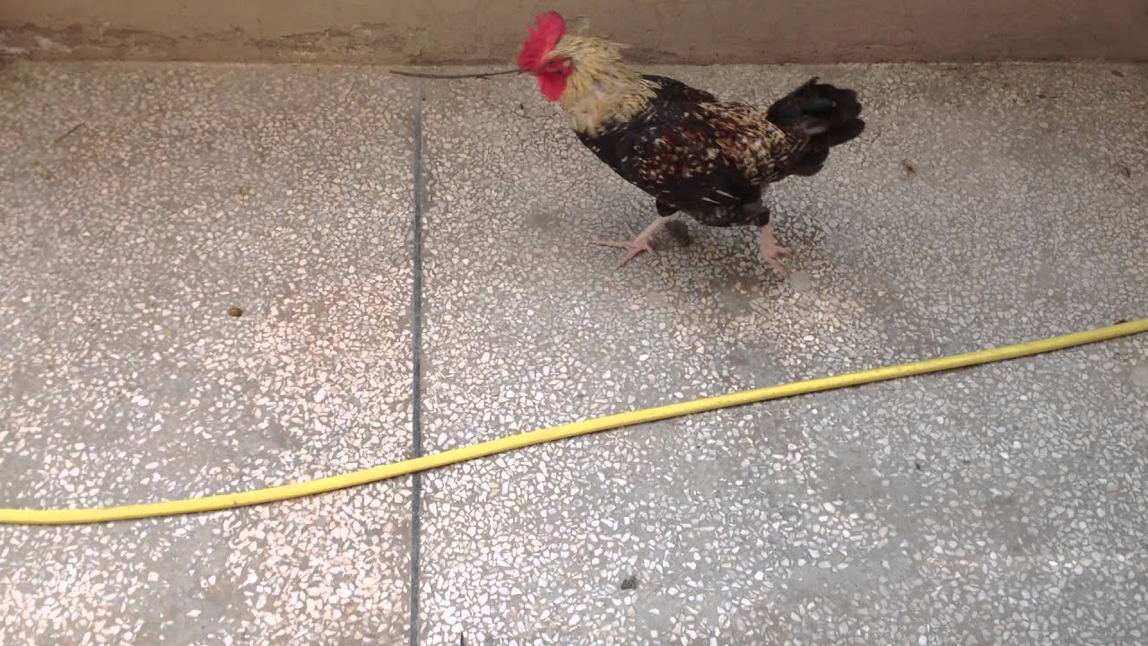 Chicken chasing rooster - YouTube