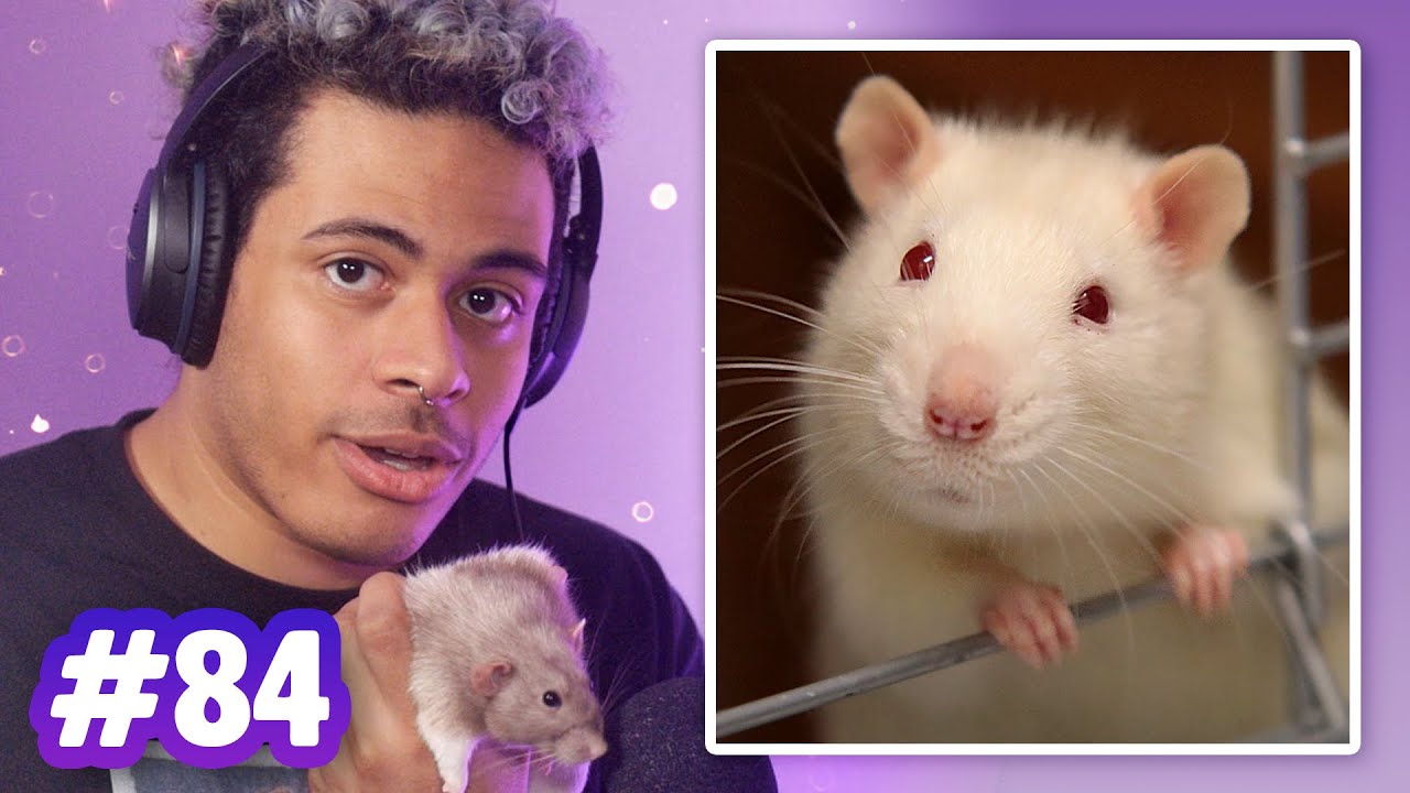 DeepSqueak: How to Speak to Rats | Sci Guys Podcast #84 - YouTube