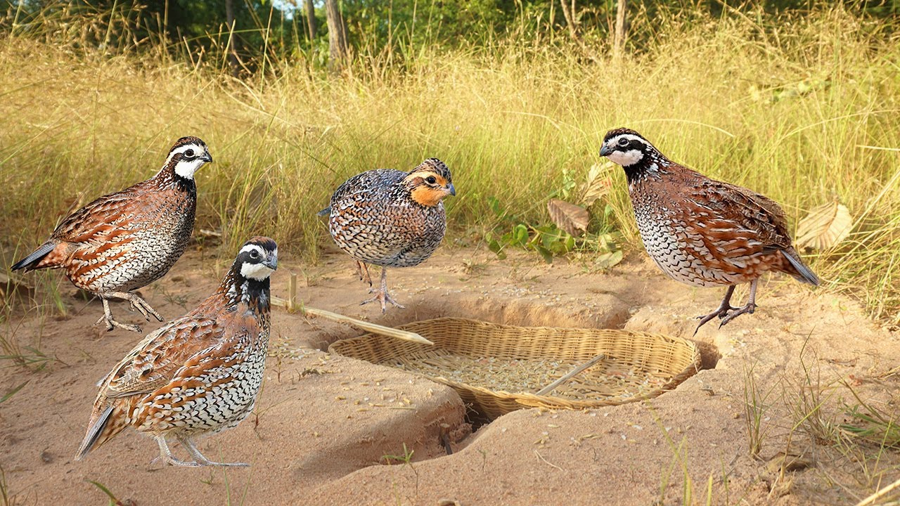 Build underground simple unique diy quail bird trap make from cover ...