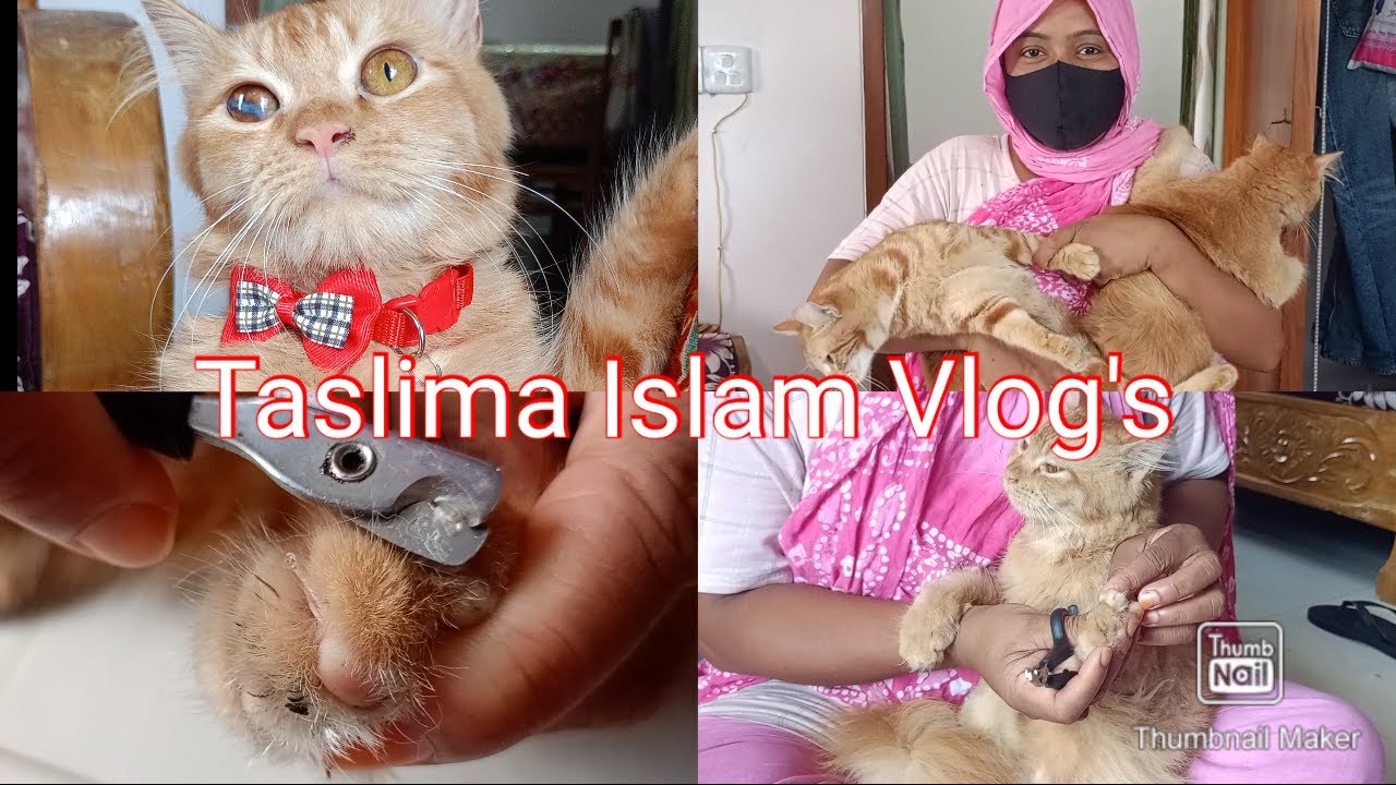 দুষ্টু দুই টাকে আজকে সায়েস্তা করলাম। 😏 Taslima Islam Vlog's - YouTube