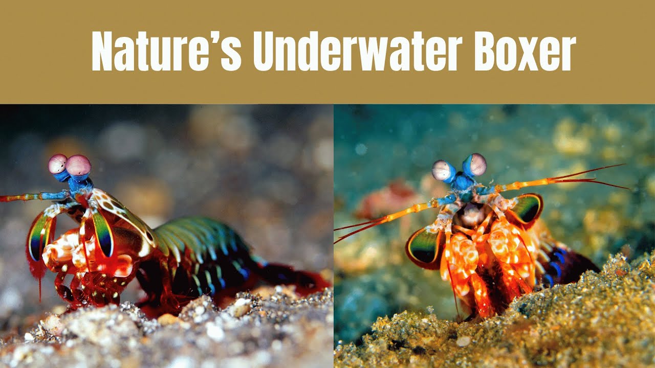 Meet the Mantis Shrimp: Nature’s Deadliest Superhero - YouTube