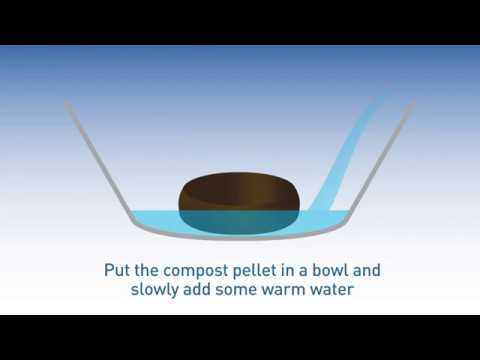 MSD Tiergesundheit Sphereon 2019 How to grow your sunflowers - YouTube