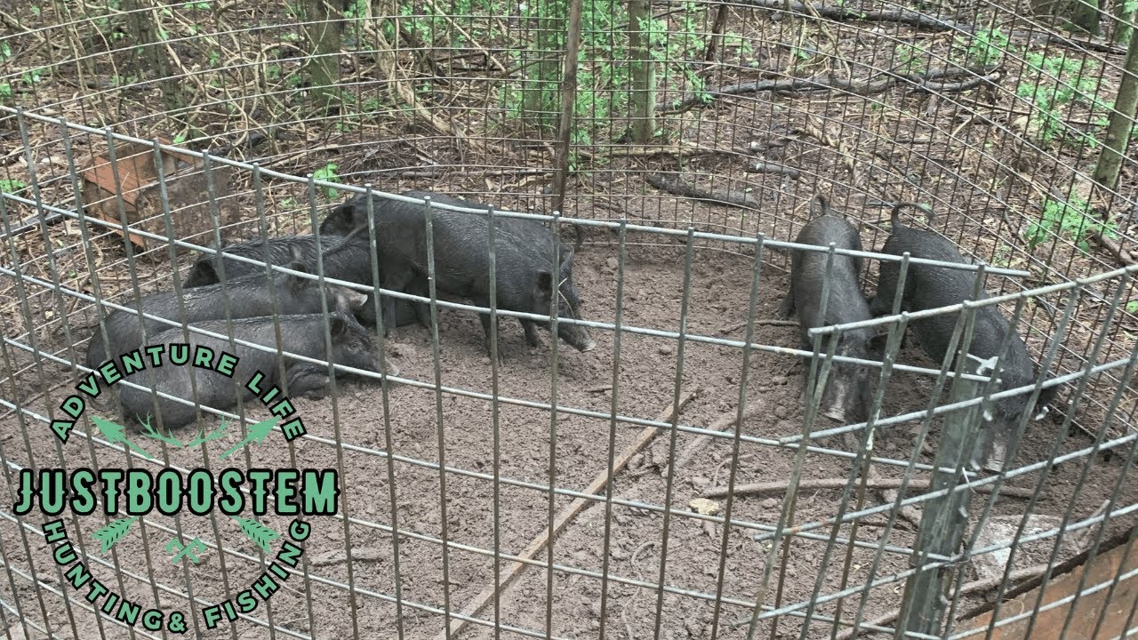 VLOG/Hunting/Trapping wild Boars on Oahu Ep.18 - YouTube