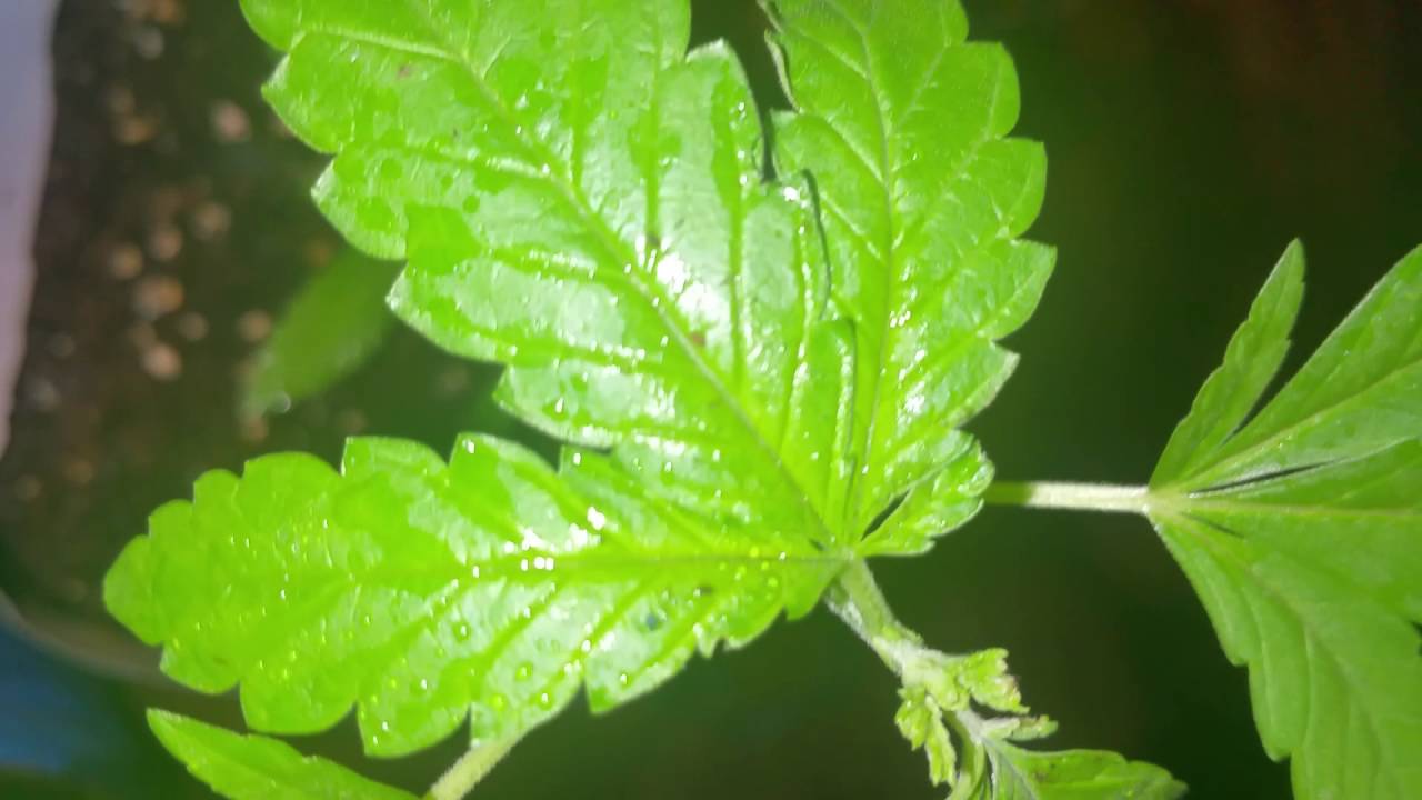 Kush grow close up #2 - YouTube