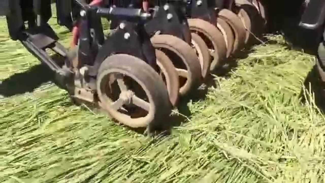 Cross Slot Planting Peas Into Rolled Forage Rye - YouTube