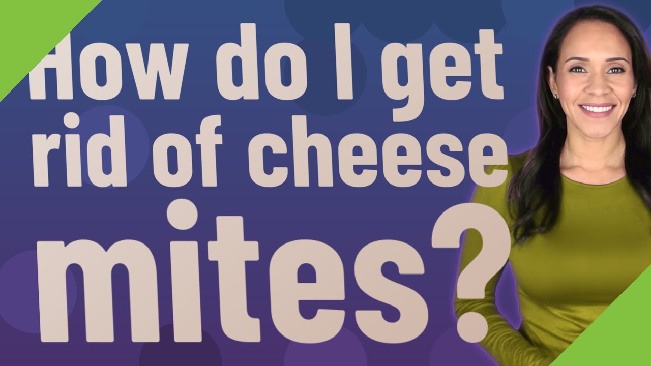 How do I get rid of cheese mites? - YouTube